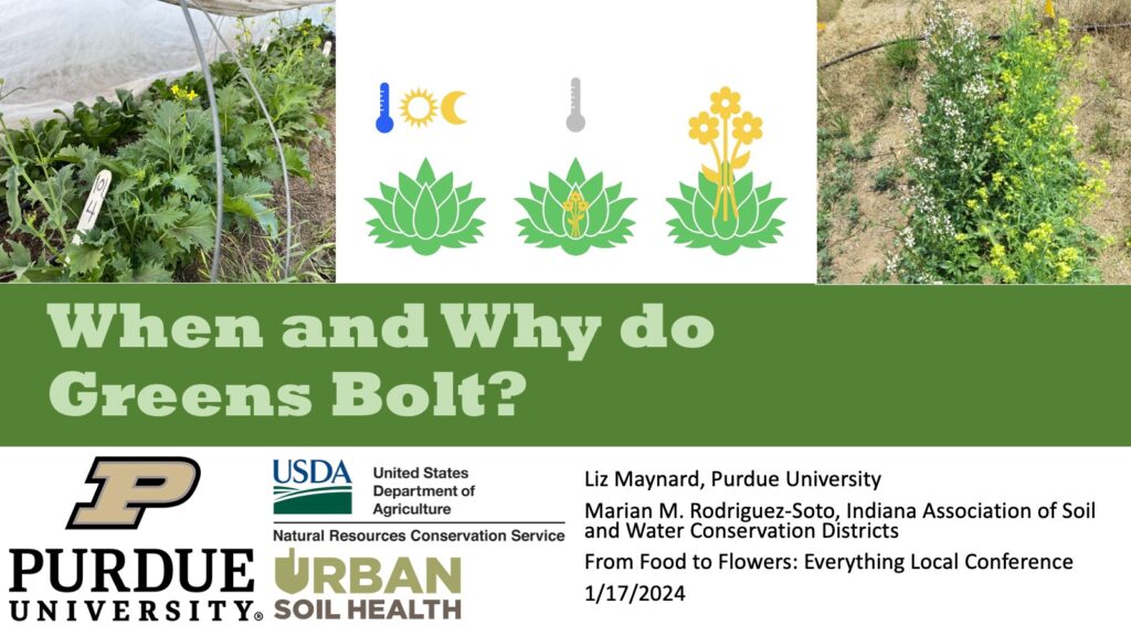 When and Why do Greens Bolt? | Purdue University Vegetable Farming