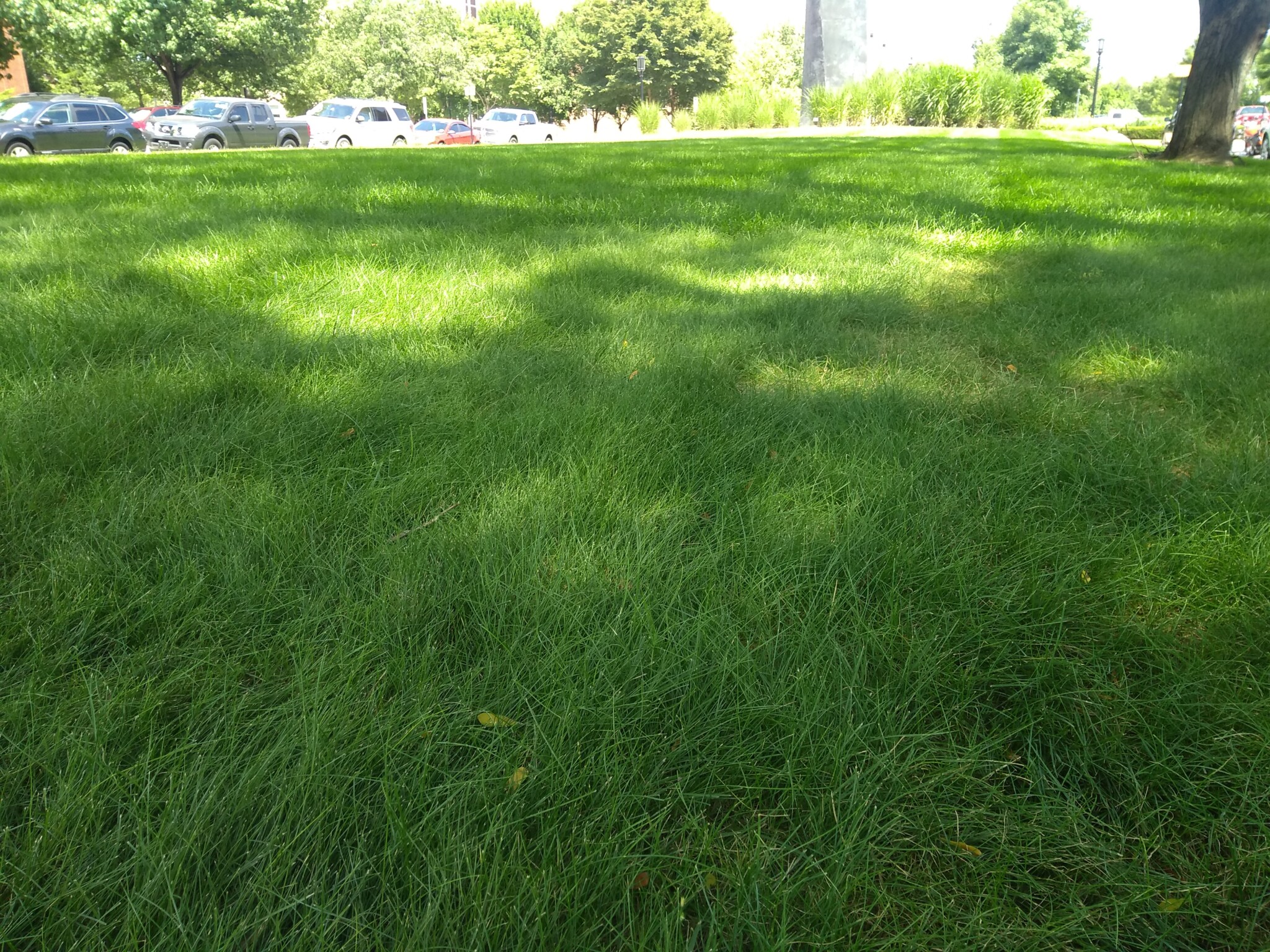 Low-Input Turf | Purdue University Dr. Patton Lab