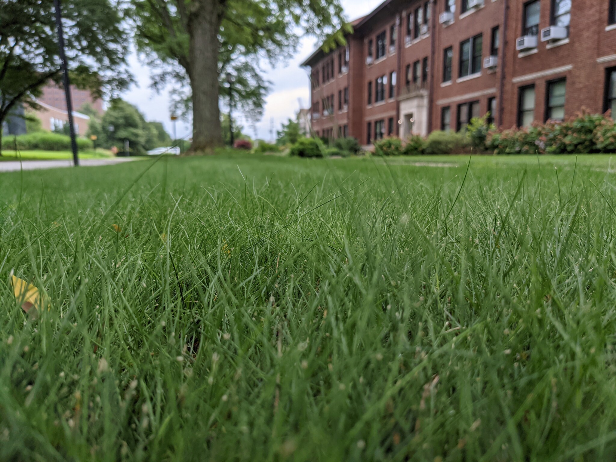 Low-Input Turf | Purdue University Dr. Patton Lab