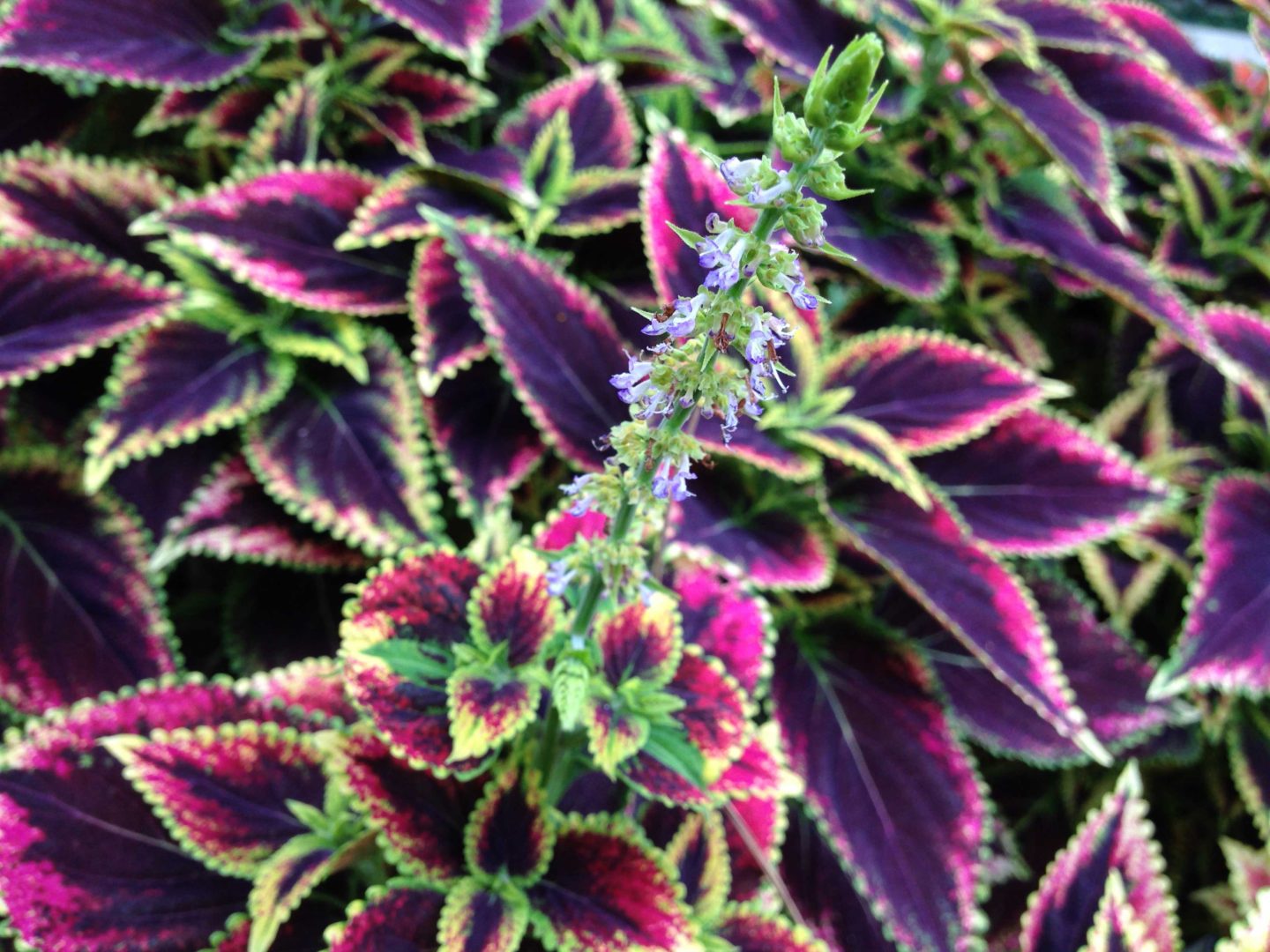 Square Stem Plant With Purple Flowers | Best Flower Site