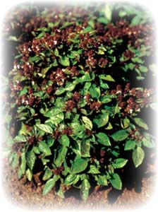 All America Winners for 2002 - Indiana Yard and Garden - Purdue ...