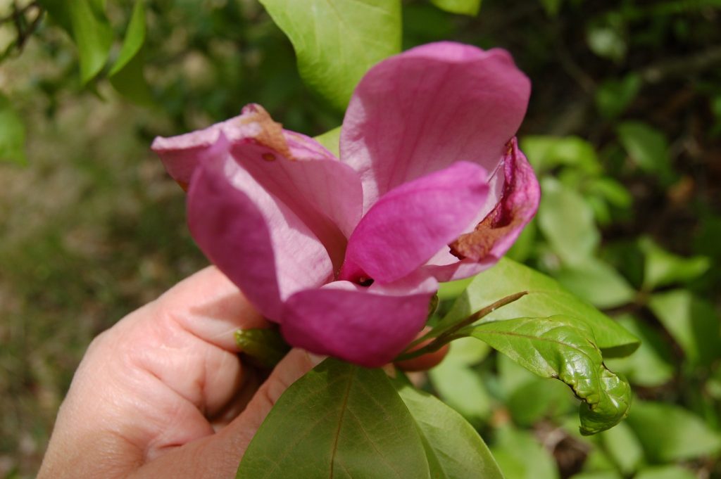 Assessing Spring Freeze Injury - Indiana Yard and Garden - Purdue ...