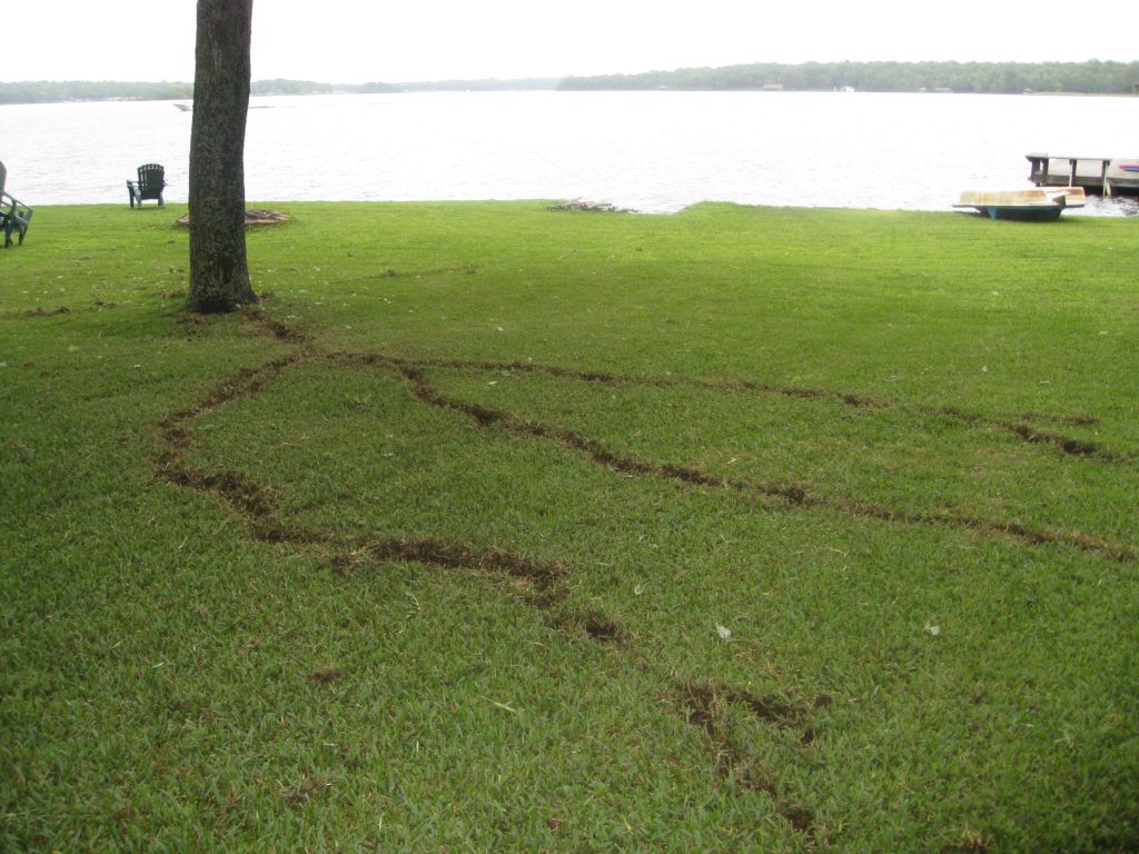 Question and Answer - Indiana Yard and Garden - Purdue Consumer ...
