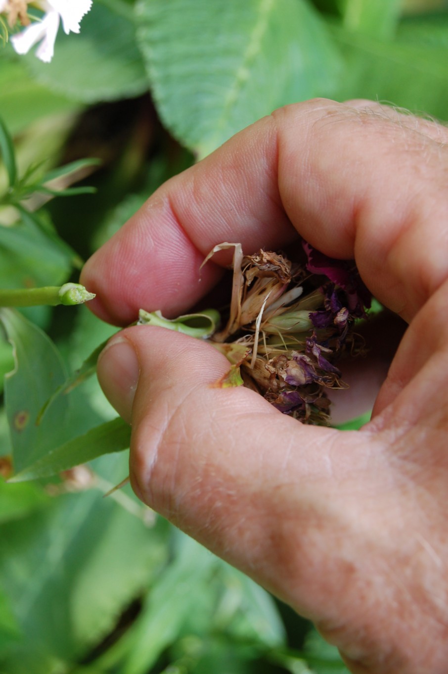 Off with their heads! - Indiana Yard and Garden - Purdue Consumer ...