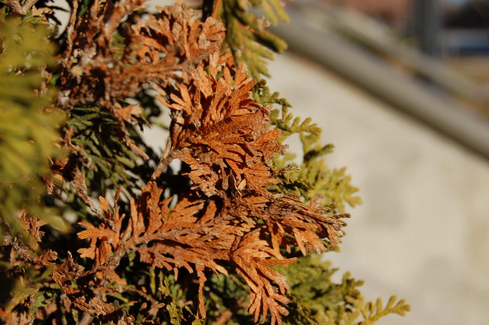 Winter Desiccation of Woody Ornamentals - Indiana Yard and Garden ...