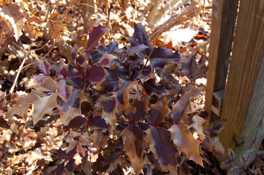 Winter Desiccation of Woody Ornamentals - Indiana Yard and Garden ...
