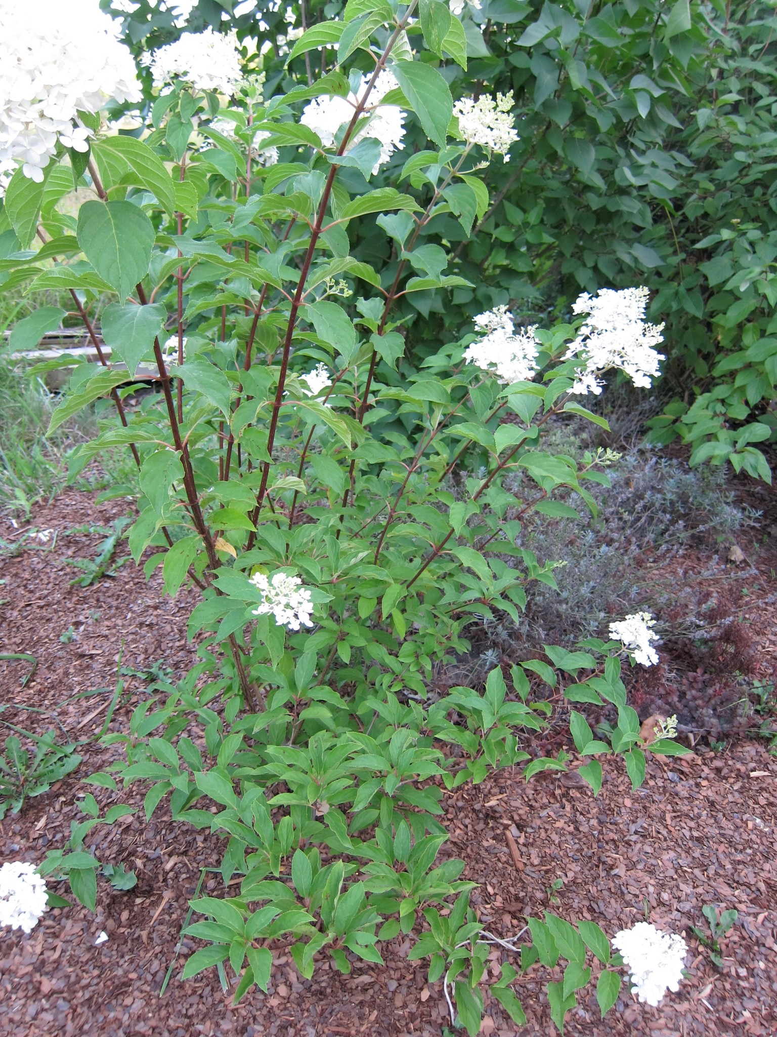 Help My Hydrangeas! - Indiana Yard and Garden - Purdue Consumer ...