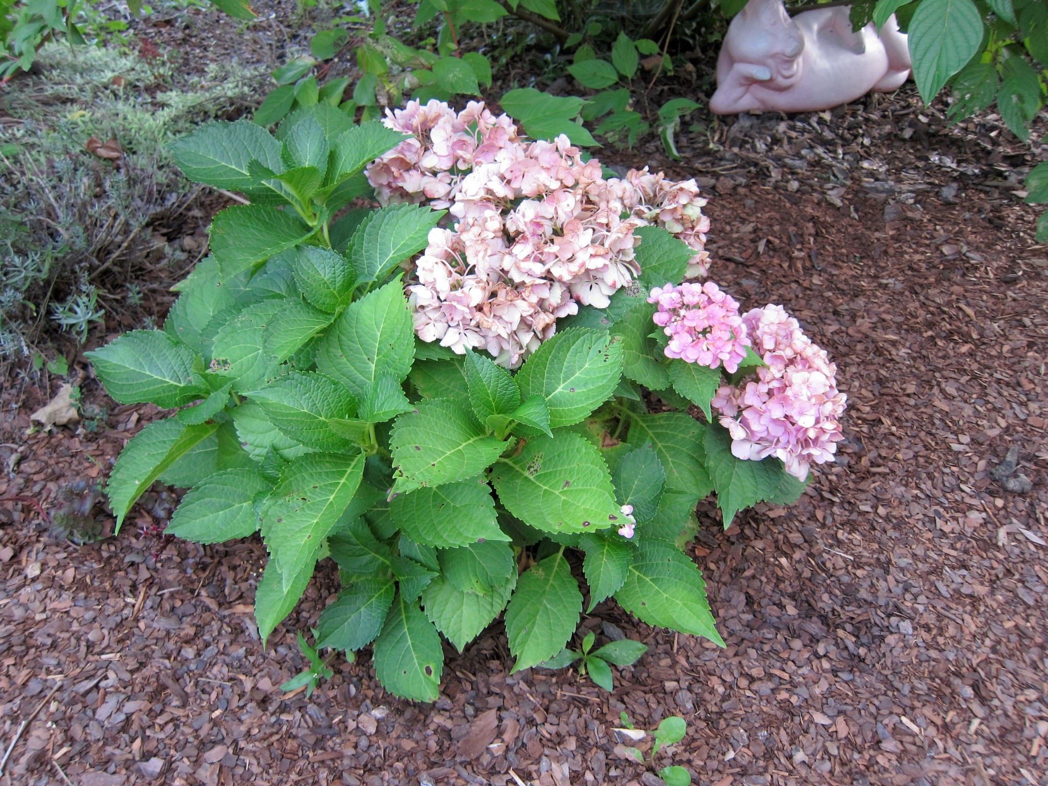 Help My Hydrangeas! - Indiana Yard and Garden - Purdue Consumer ...