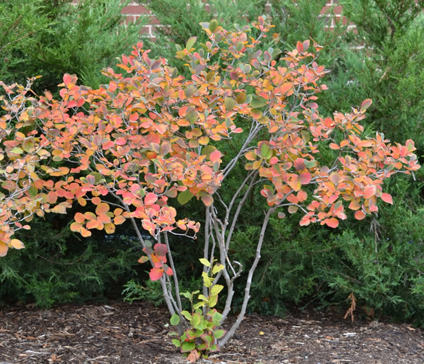 Plants and Fall Color Factors - Indiana Yard and Garden - Purdue ...