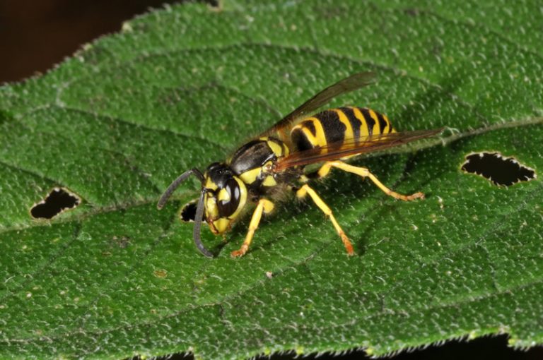 What's the Buzz about Yellow Jackets and Evergreen Trees? - Indiana ...