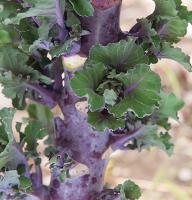 Kale Plants Kale