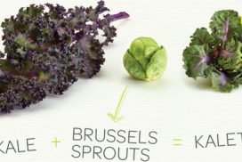 kalettes