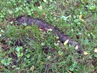 When Tree Roots Surface - Indiana Yard and Garden - Purdue Consumer ...