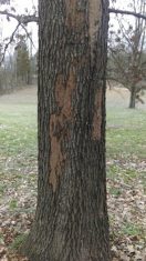 Common culprits of tree damage-April 2016 - Indiana Yard and Garden ...