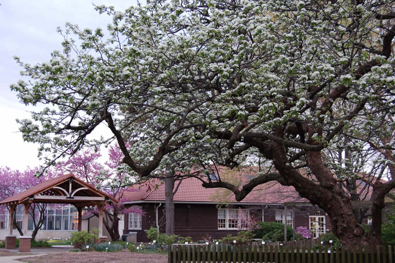 Celebrate Arbor Day April 29 - Indiana Yard and Garden - Purdue ...