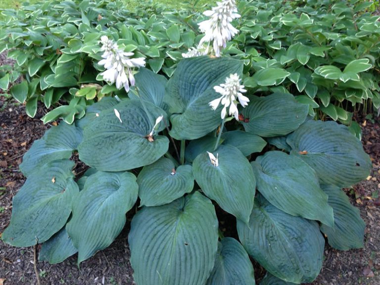 Humble hosta - Indiana Yard and Garden - Purdue Consumer ...
