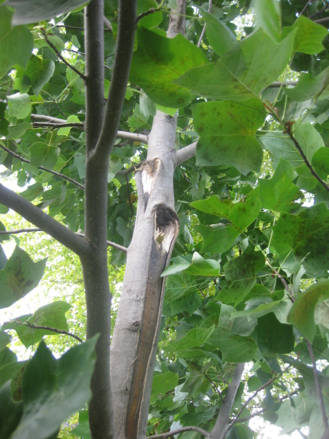 tulip poplar tree problems