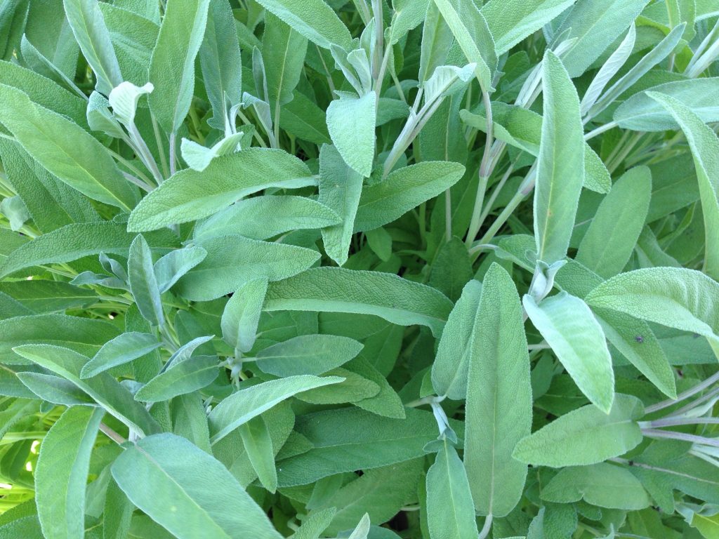 Tis The Season for Sage - Indiana Yard and Garden - Purdue Consumer ...