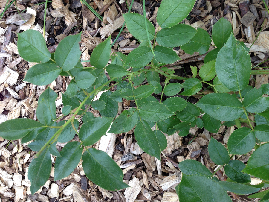 Why plants fail to bloom - Indiana Yard and Garden - Purdue Consumer ...