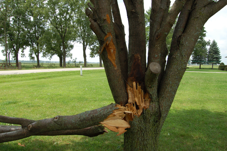 Caring for storm-damaged trees/How to Acidify Soil in the Yard ...