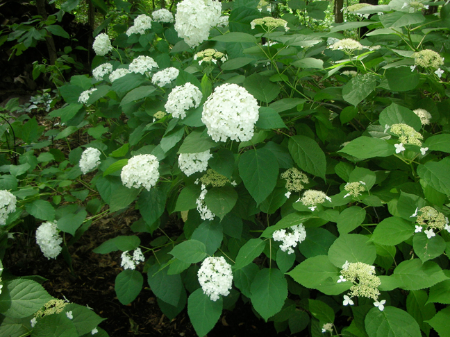 Peeling sycamore tree bark is normal; Top heavy hydrangea plants ...