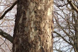 sycamore tree bark
