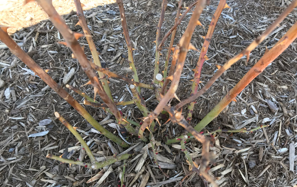 Where Have All the Flowers Gone? - Indiana Yard and Garden - Purdue ...