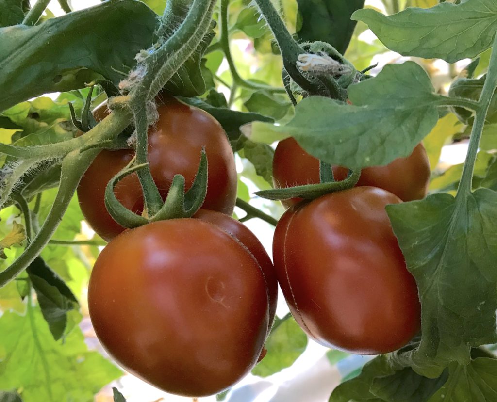 Tomatoes Are Tops for Summer Crops - Indiana Yard and Garden - Purdue ...
