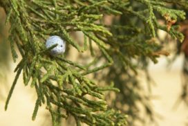 is eastern red cedar invasive