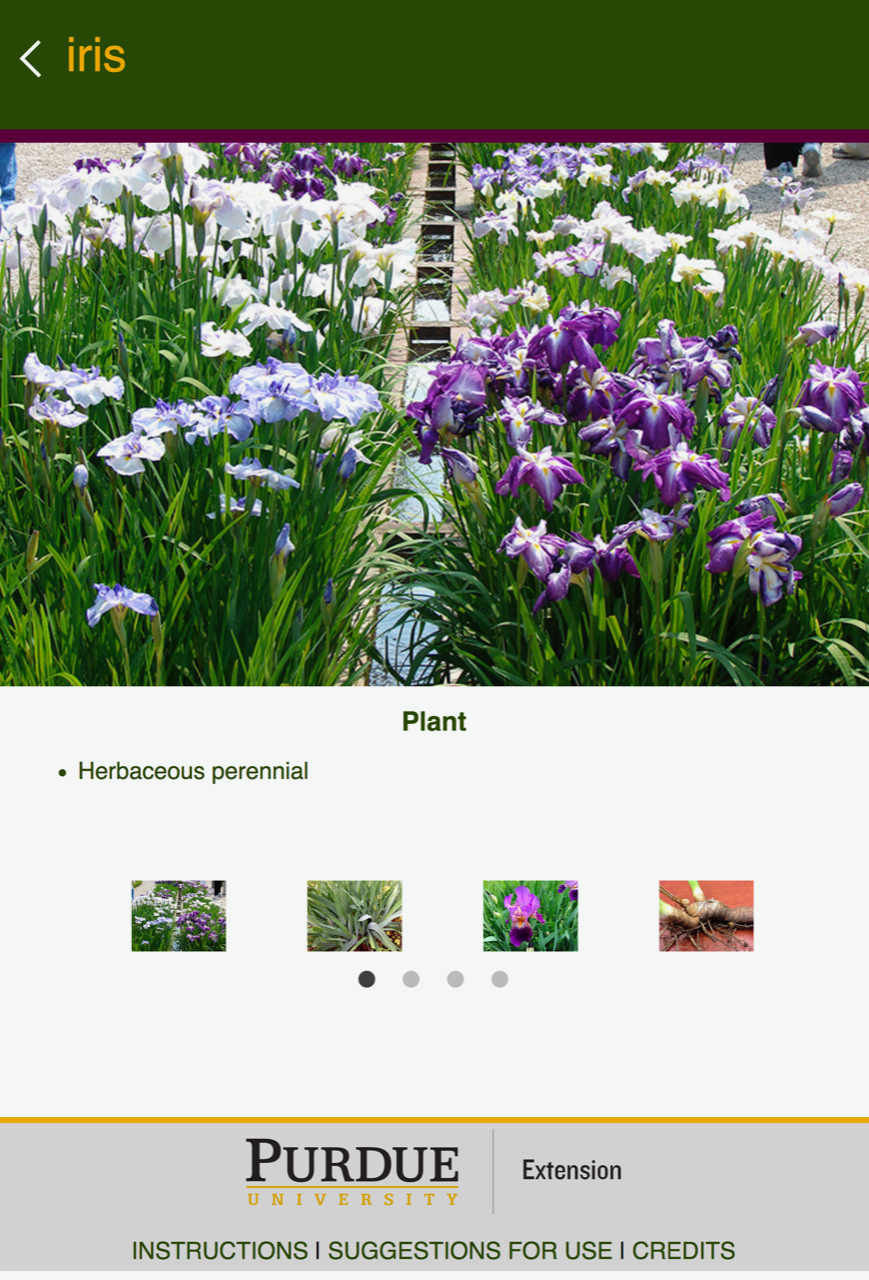 Garden Plant Identification