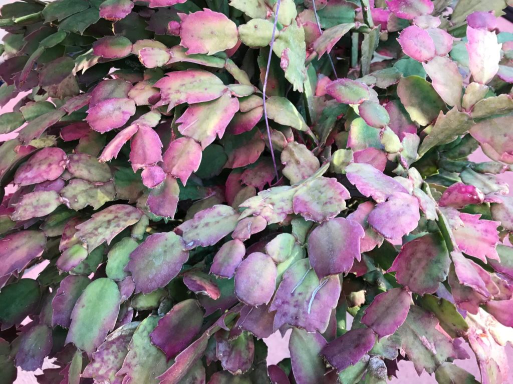 Pretty ground cover? Probably a weed - Indiana Yard and Garden - Purdue ...