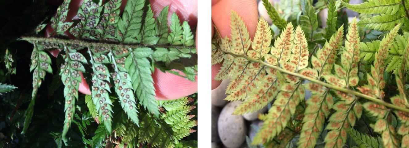 Fern is healthier than it appears - Indiana Yard and Garden - Purdue ...