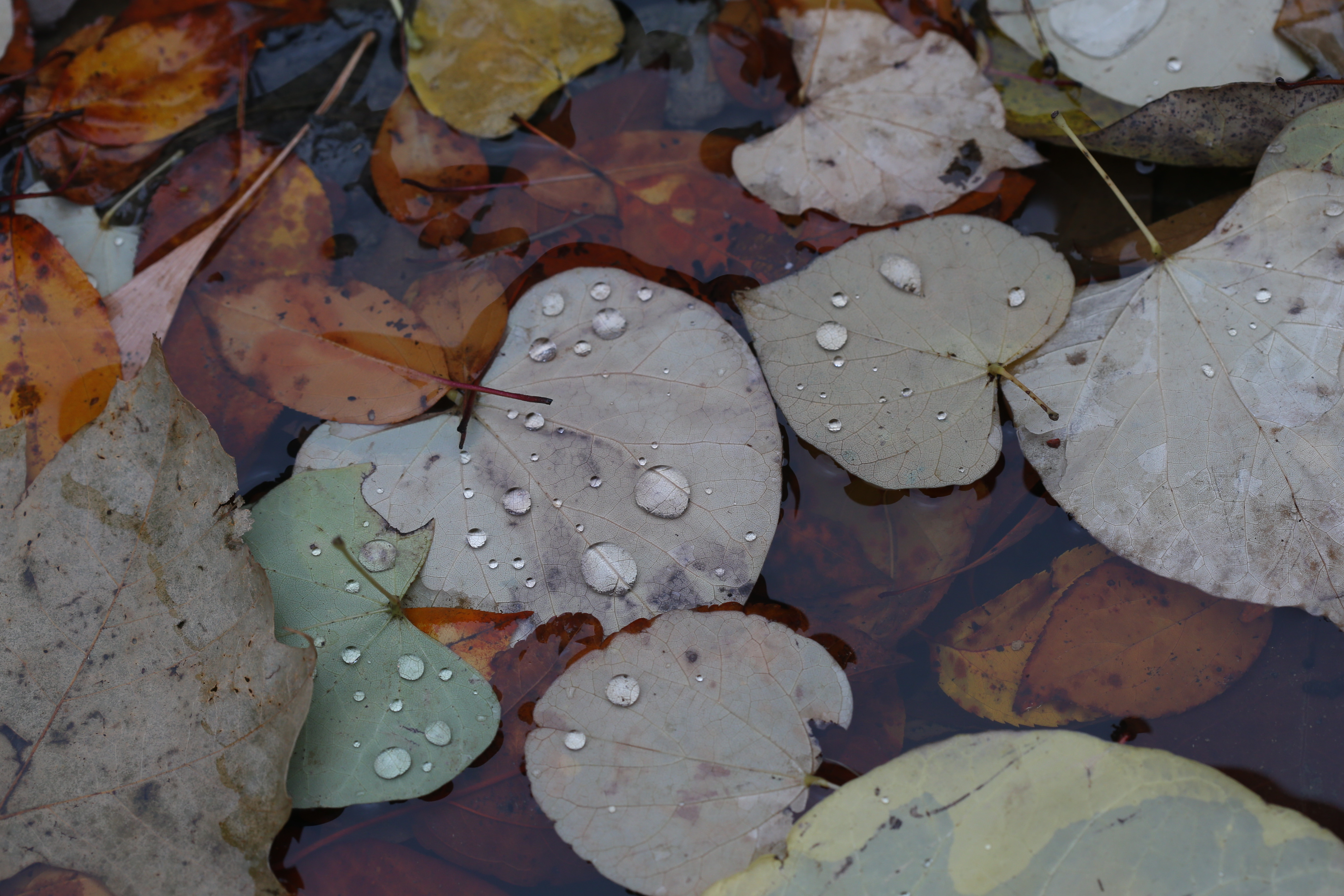 Fall Leaves Are Treasure, Not Trash - Indiana Yard and Garden - Purdue ...
