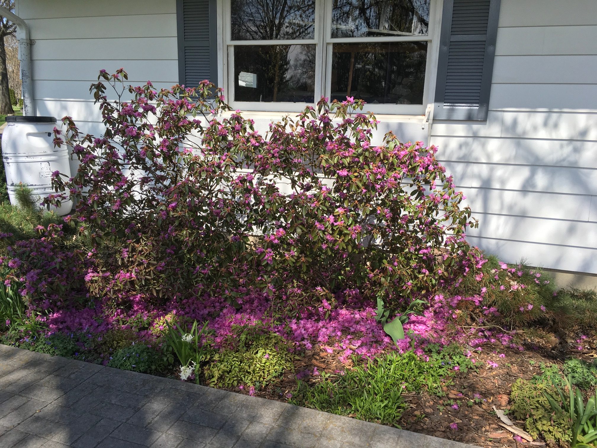 Assessing Freeze Injury on Horticultural Plants - Indiana Yard and ...