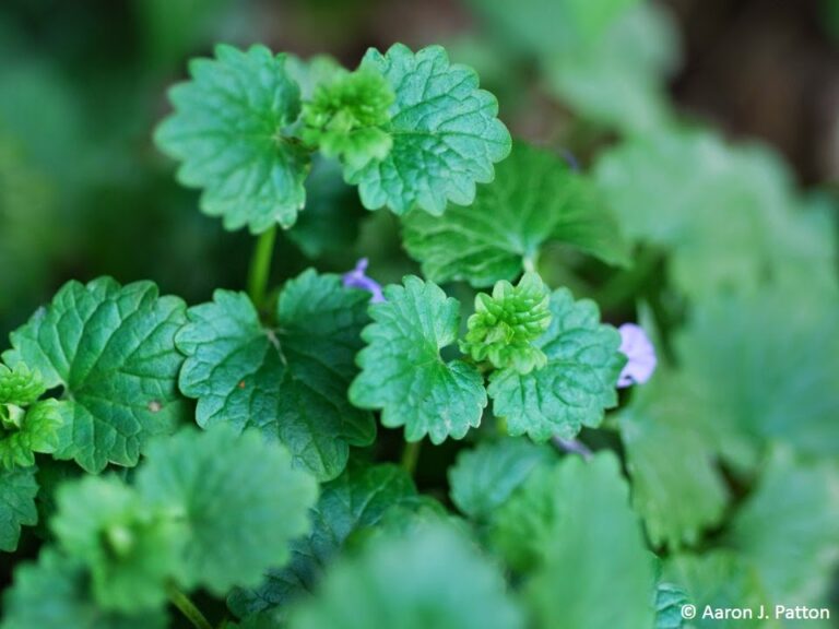 creeping charlie weed uk