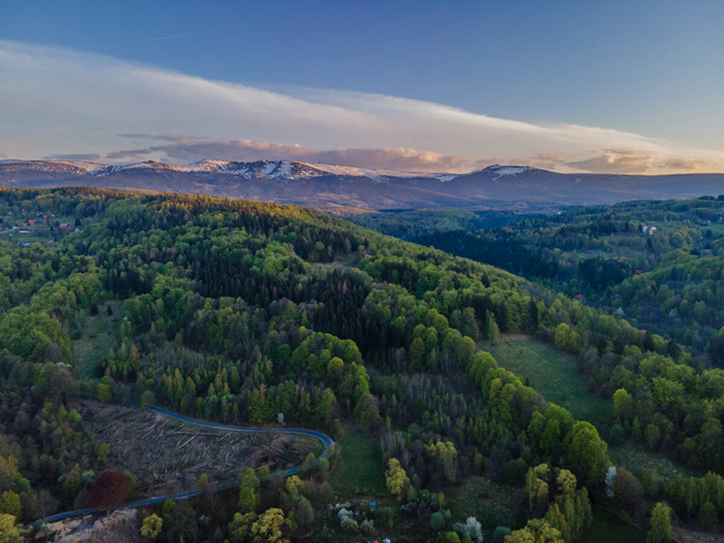 Purdue Launches New Ai Based Global Forest Mapping Project News