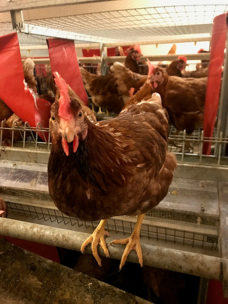 Purdue animal sciences faculty members receive USDA grants for animal ...