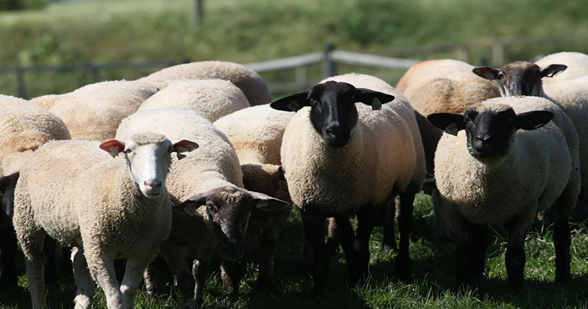 Hoosier Sheep Symposium slated for Sept. 21 - News