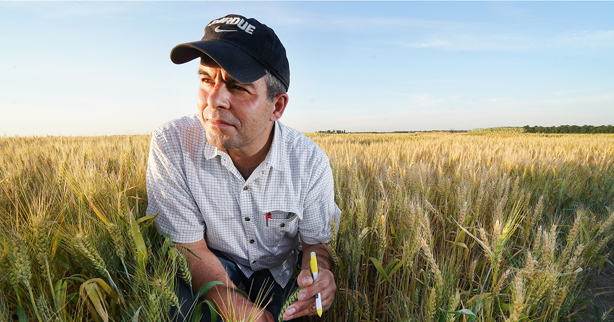 Novin AgriTech receives USDA grant to develop novel traits for wheat ...
