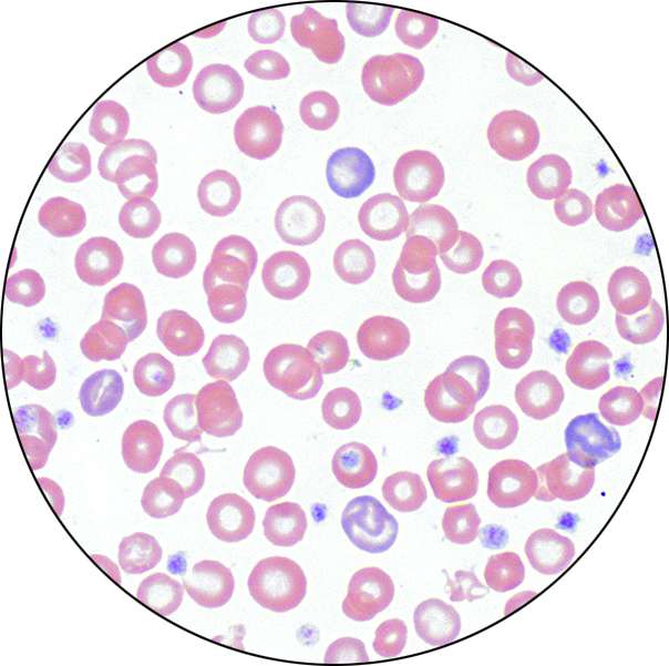 Veterinary Hematology with Laboratory Retrievers - Purdue Online