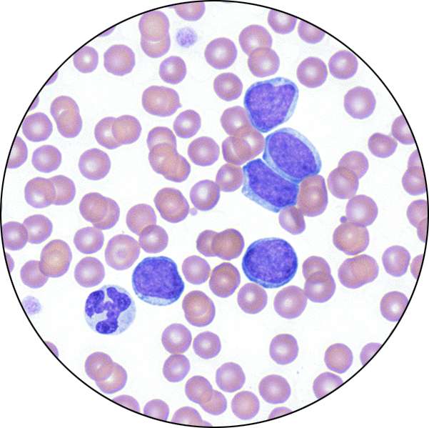 Veterinary Hematology with Laboratory Retrievers - Purdue Online