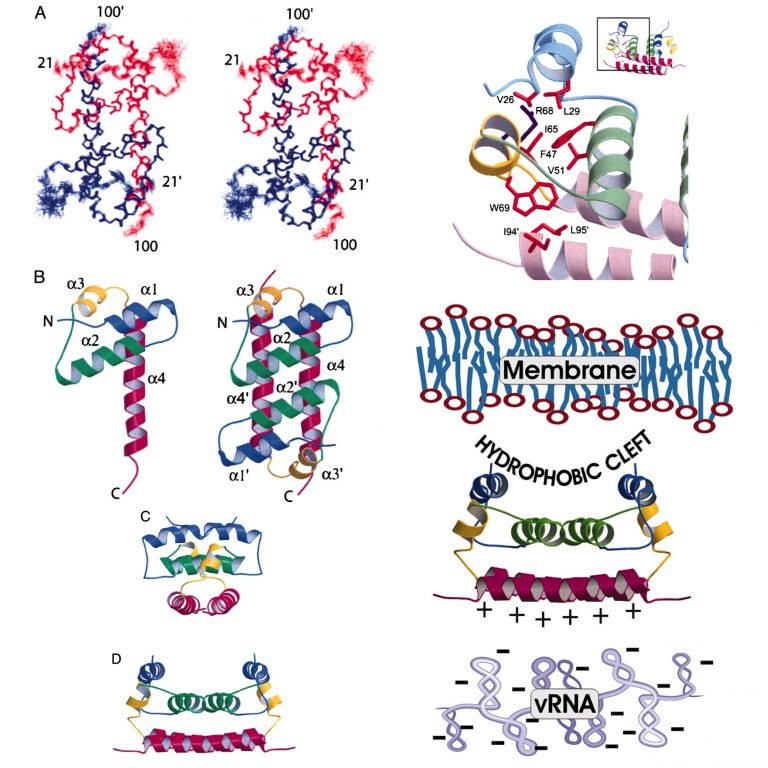 Viruses – Post Lab