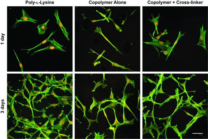 Mussel-mimicking adhesive polymer shown to be non-toxic to cells ...