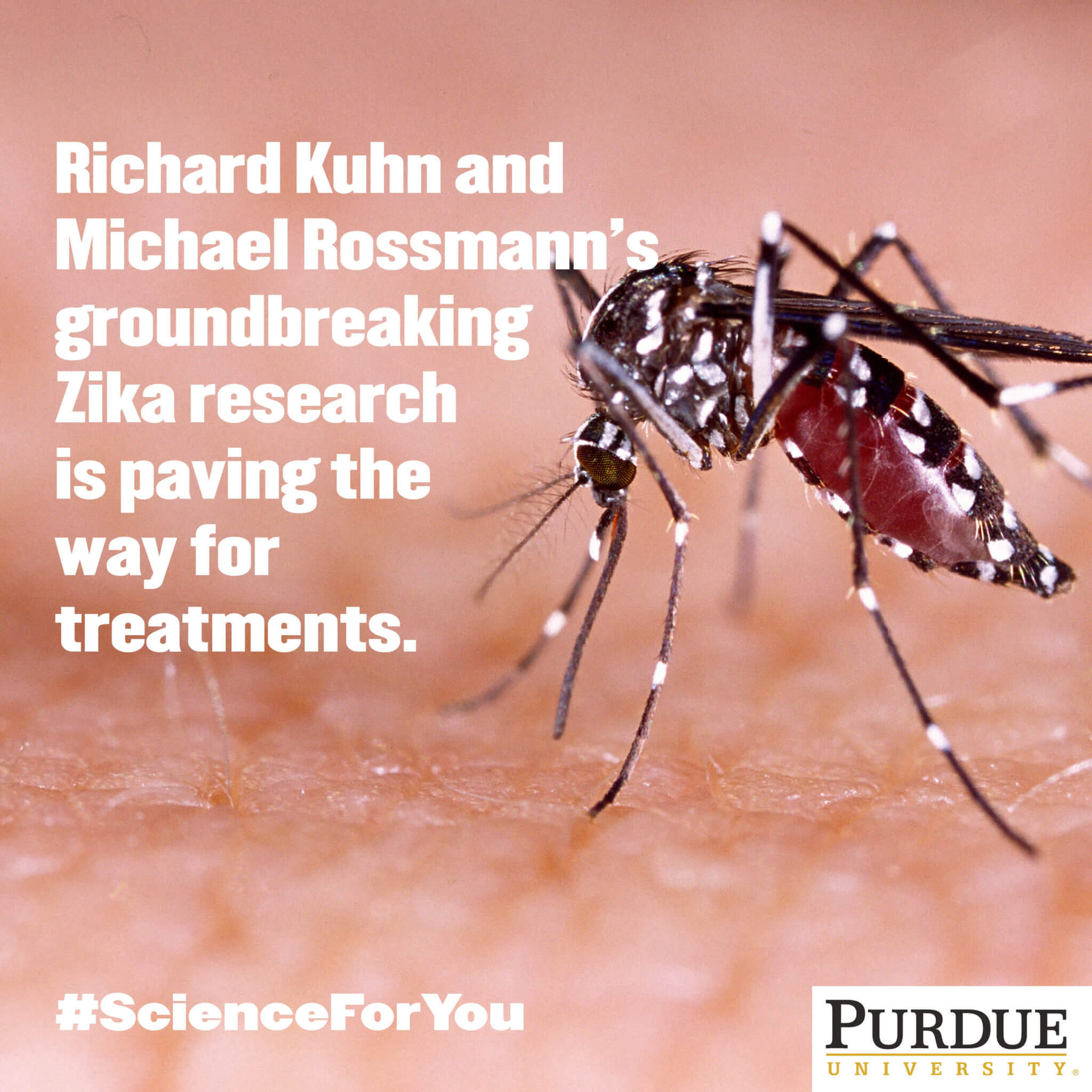 Science for You: New possibilities for Zika treatment - Research at Purdue