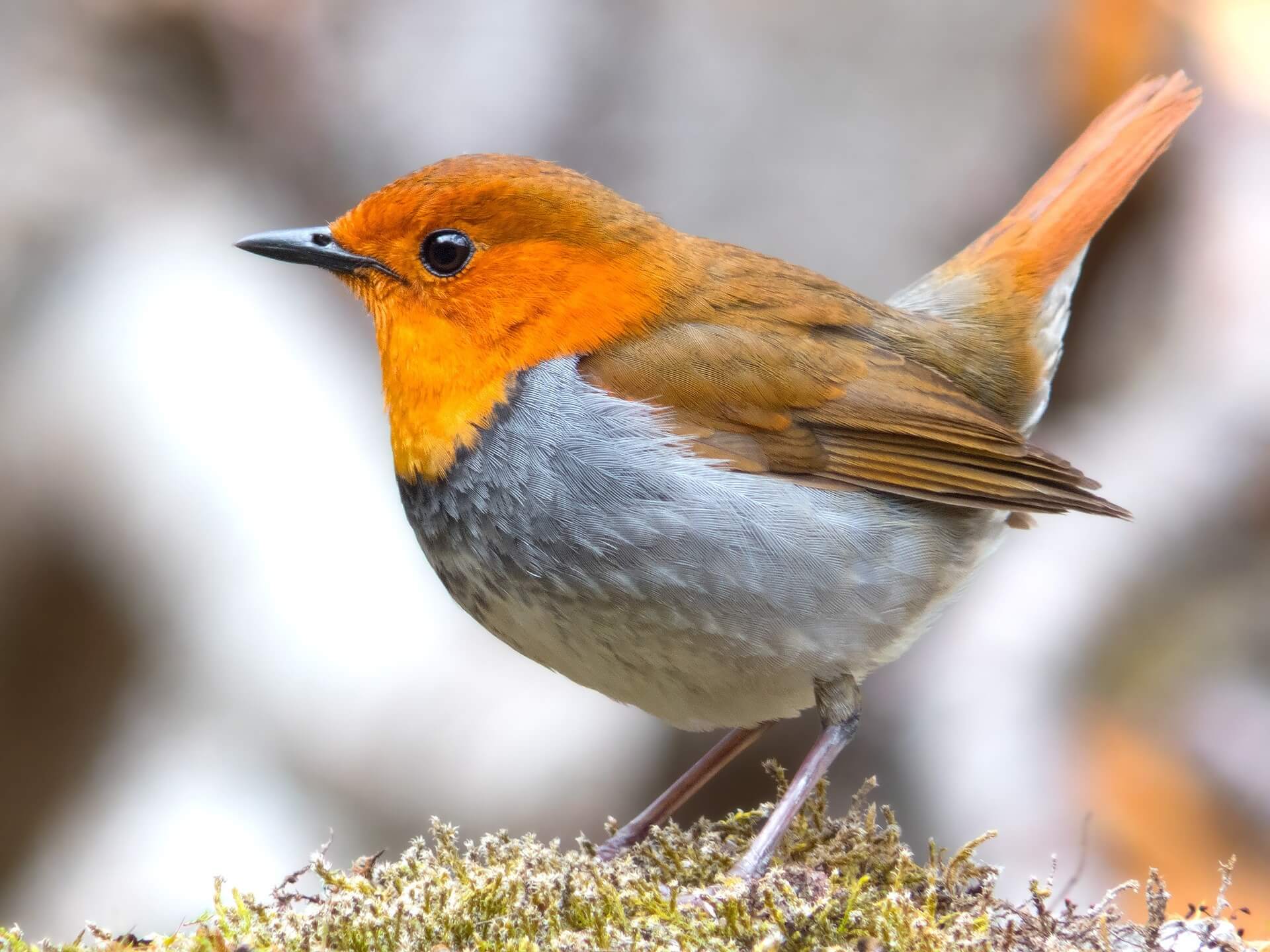 Newly discovered retinal structure may enhance vision for some birds ...