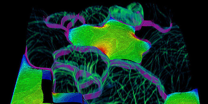 Purdue plant biologists solve major cell puzzle on path to leaf ...