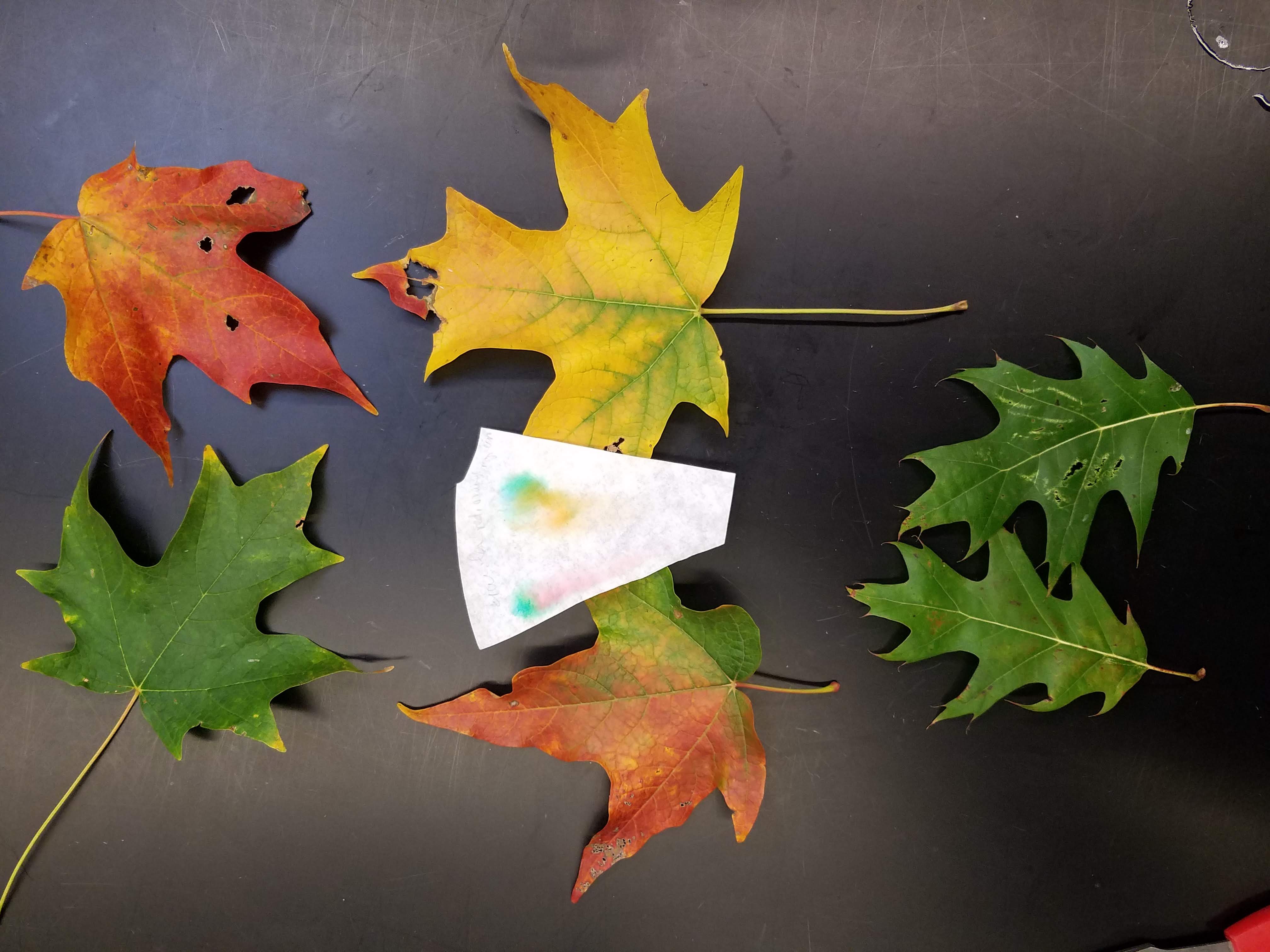 Leaves - College of Science - Purdue University