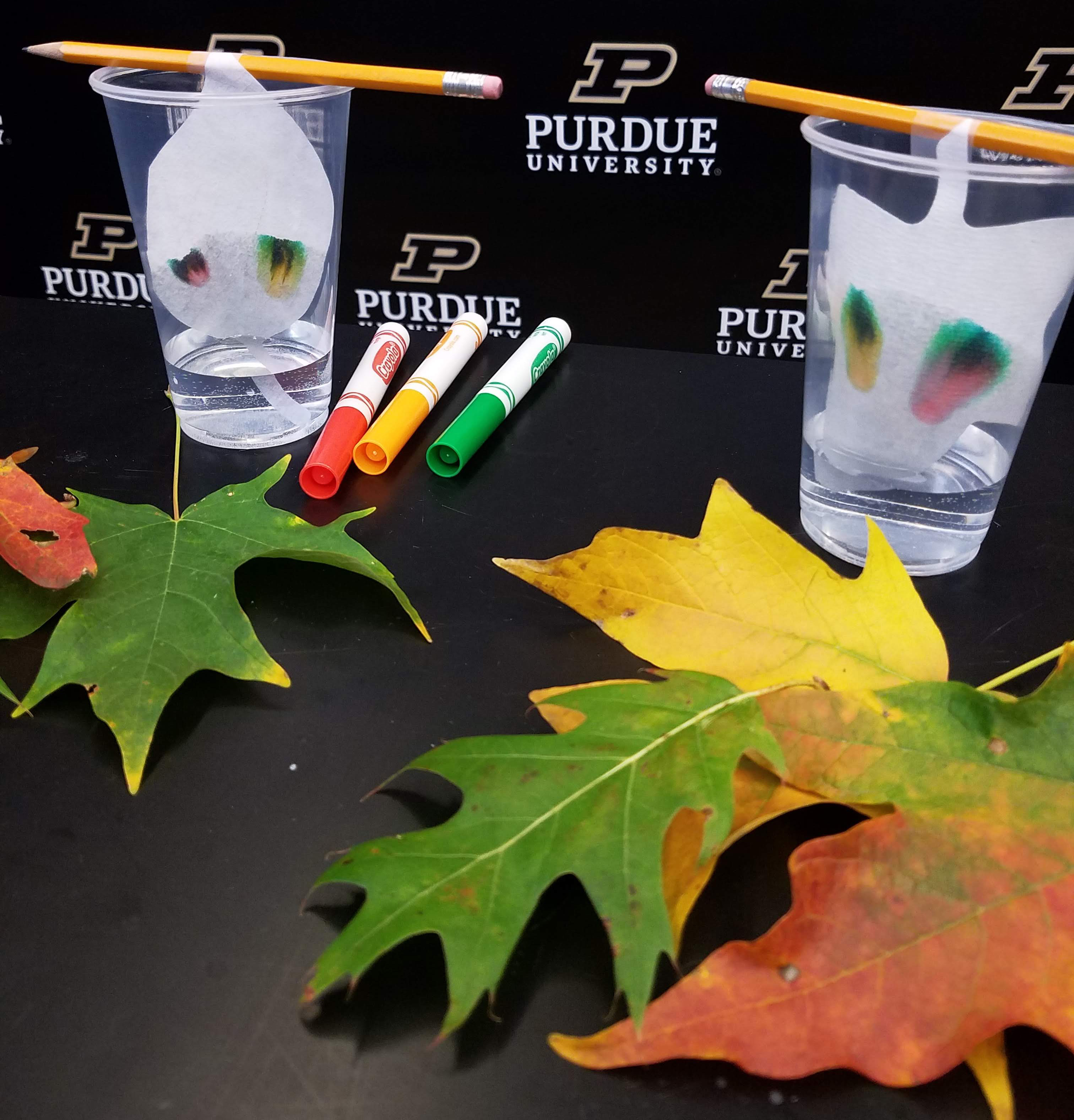 Leaves - College of Science - Purdue University