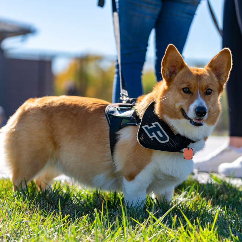 Theta Tau Unleashes Fun, Philanthropy at Corgi Race - Vice Provost for Student Life - Purdue ...