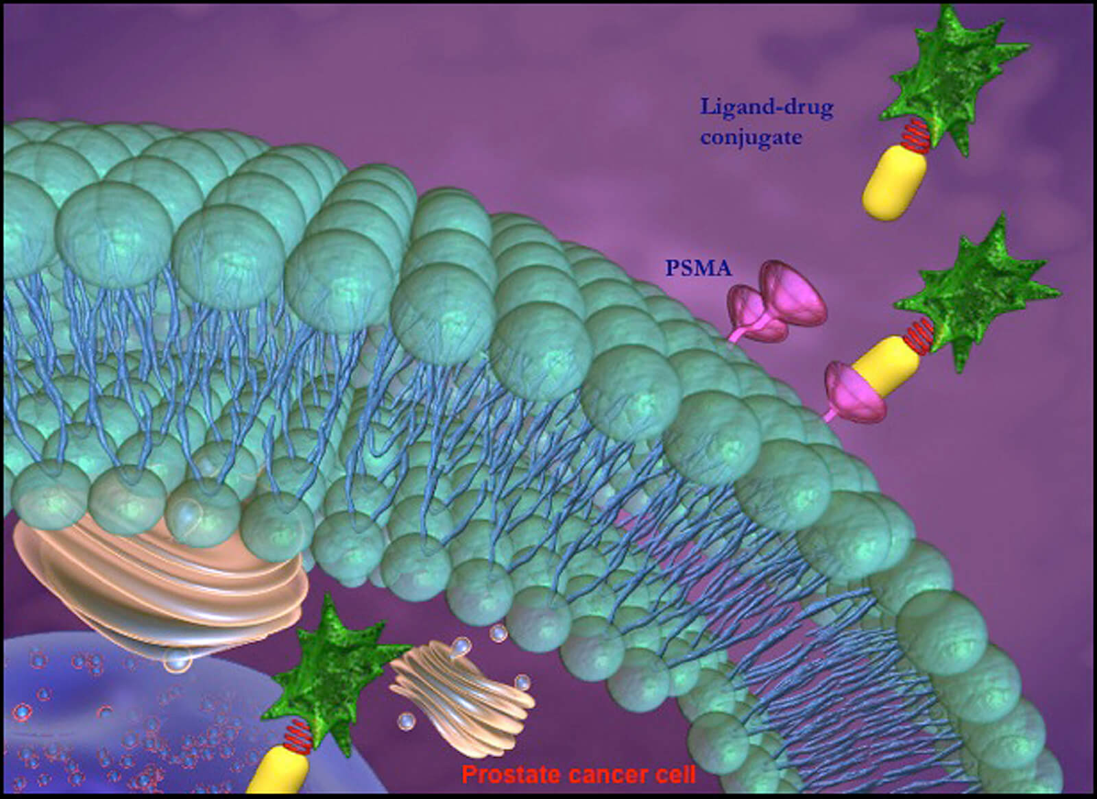 Purdue researchers create prostate cancer 'homing device' for drug delivery